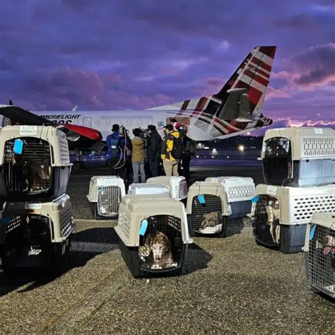 Meet The Picasso Moth An Artful Insect