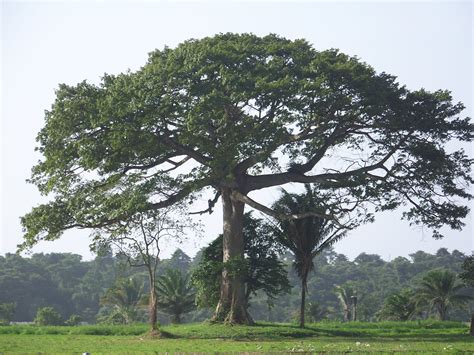 Árbol Ceiba The Sacred Tree Of Life In Mayan Culture