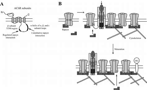 Model For Achr Localization Involving Constitutive And Regulated