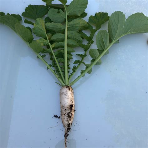 Raphanus Sativus Longipinnatus Syn Raphanus Sativus Var
