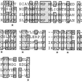 Amino Acid Sequence Comparison Of The N Terminal Domain Of Bovine And