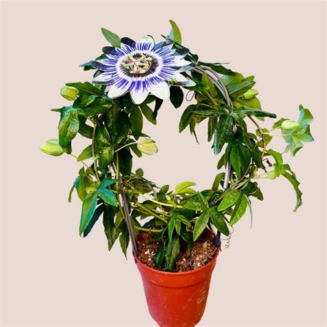 Passiflora Caerulea Viacero Druhov Plantotéka