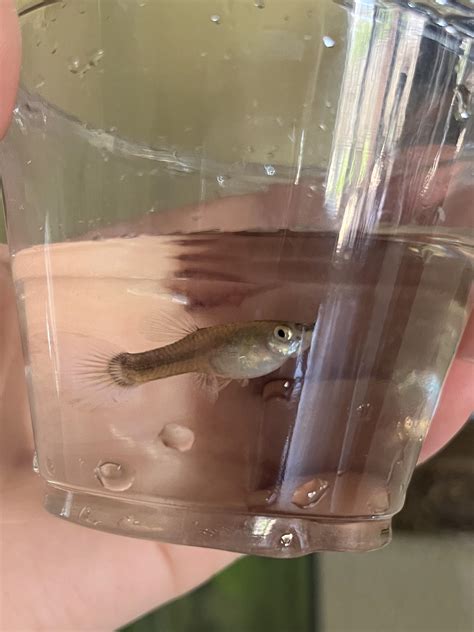 Rip Big Momma R Guppies