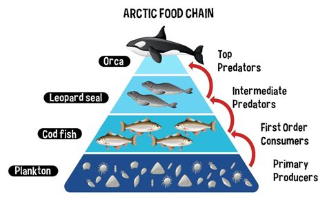 Sea Life Food Web