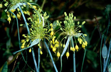 Allium Flavum Yellow Flowered Garlic Bulbsrhs