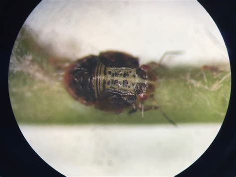 Pear Psylla New England Tree Fruit Management Guide Umass Amherst