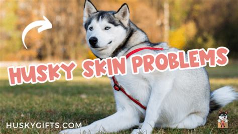 8 Common Husky Skin Problems Issues And Conditions