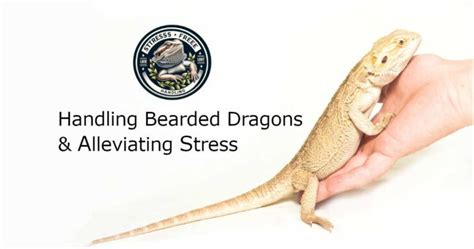 Bearded Dragons Emotions Understanding And Reading