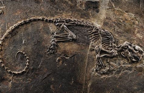 The Evolutionary Secrets Within The Messel Pit Fossils Ancient Artifacts Paleontology