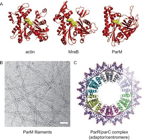 Structure Of Parm And The Parrparc Complex A Crystal Structure Of