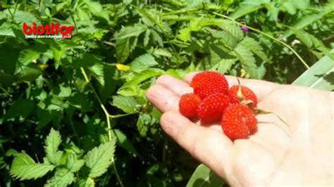 Manfaat Buah Ucen Rasberry Pegunungan Dan Nilai Gizinya Biotifor