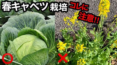 秋まき春どりキャベツの栽培方法の注意点はこれ家庭菜園野菜の作り方 YouTube