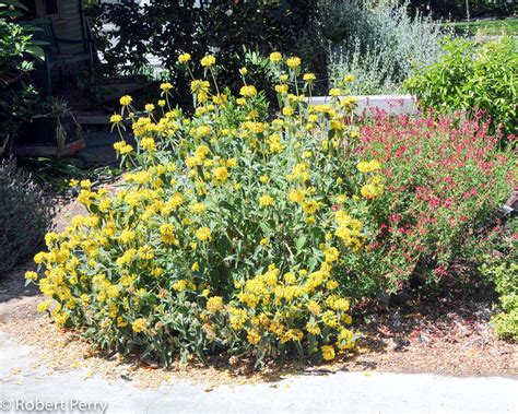 Jerusalem Sage Plant Edible At Randee Andes Blog