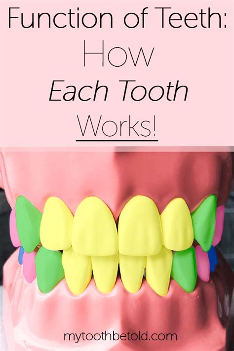 Function Of Teeth How Each Tooth Works With Pictures Tooth Be Told