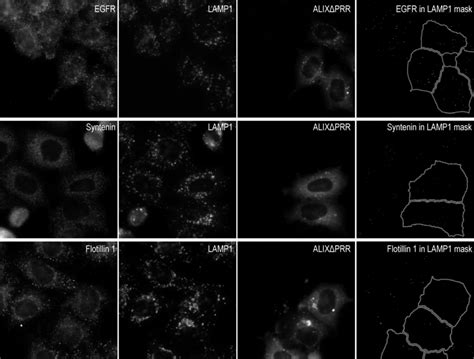 Egfr Syntenin And Flotillin 1 In Endosomes Of Cells Expressing