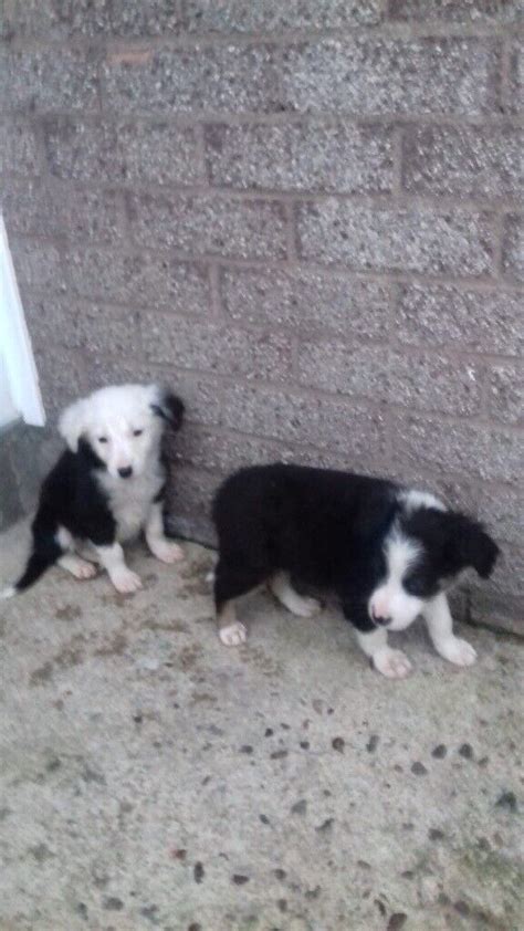 Collie X Lab Puppies In East End Glasgow Gumtree