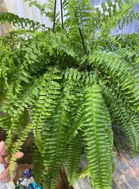‎أسرار أسرار عالم النباتات The Secret World Of Plants