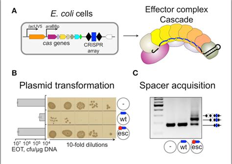 Figure 1 From The Influence Of Copy Number Of Targeted Extrachromosomal Genetic Elements On The