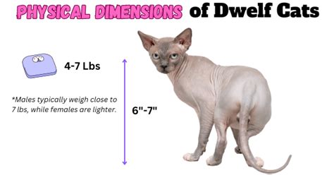 The Dwelf Cat Breed A Complete Guide To These Elf Like Felines