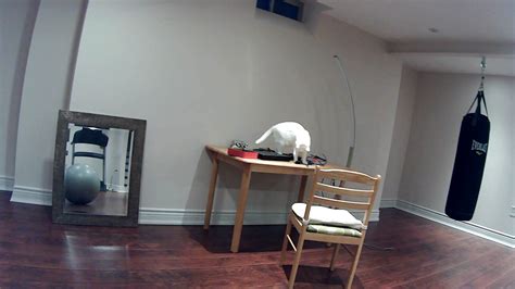 Cat Detection Object Detection Model By Catdetection