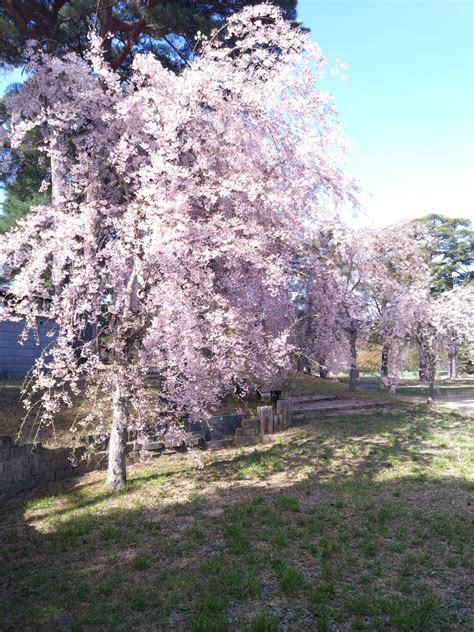 芦有（ろゆう）ドライブウェイ On Twitter 令和5年4月13日（木） 奥池あそびの広場情報 桜もソメイヨシノは散ってしまいましたが、枝垂れ桜は満開で見頃をむかえています。 週末に