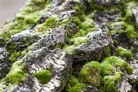 Trunk Bark Moss Free Photo On Pixabay Pixabay