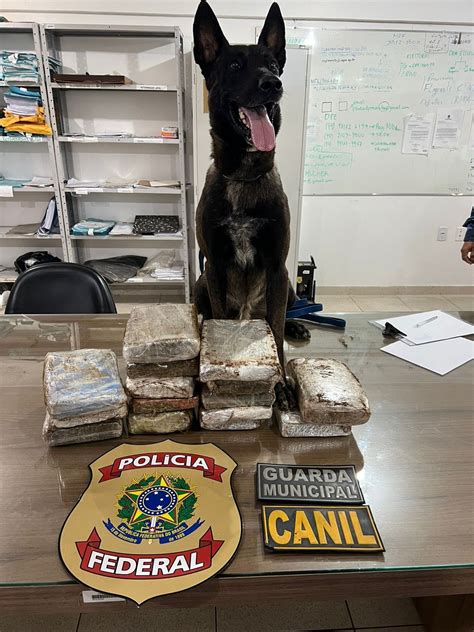 Cão farejador encontra super maconha em mala de passageira que