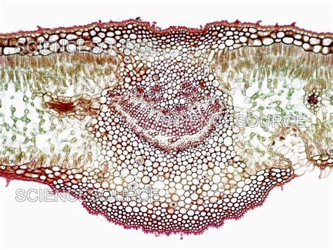 Nerium Oleander Leaf Cross Section Infoupdate Org