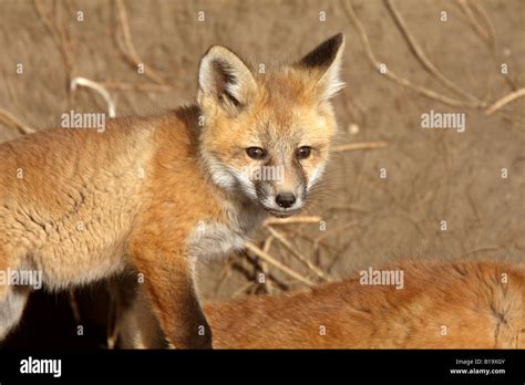 Red Fox Pups Outside Their Den Stock Photo Alamy