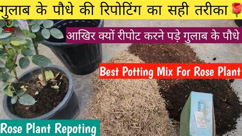 Rose Plant Care And Tips👏rose Plant Care👏 Repoting Rose Plant👇rose Plant