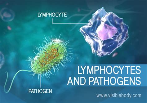 Lymphatic System