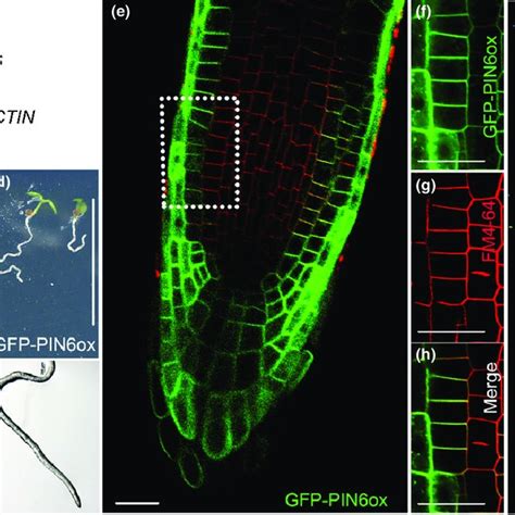 Pin Formed Pin 6 Expression And Subcellular Localization A Pin6