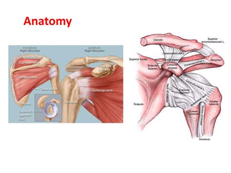 Mri Shoulder Joint With Common Pathologies Pptx