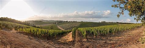 Vineyard During Twilight Background Images Hd Pictures And Wallpaper