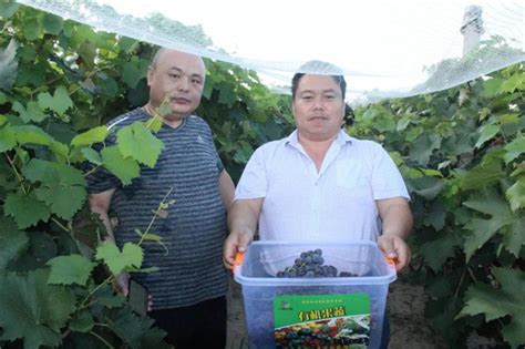 河北八度生物让葡萄种植减肥增效！ 热点新闻 新农资360网土壤改良果树种植蔬菜种植种植示范田品牌展播农资微专栏