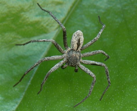 Running Spider