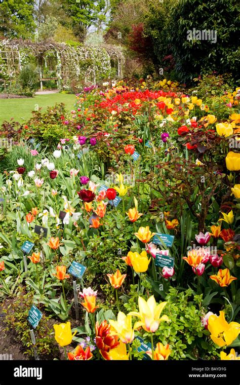 Many Different Varieties Of Brightly Coloured Tulips In A Border At