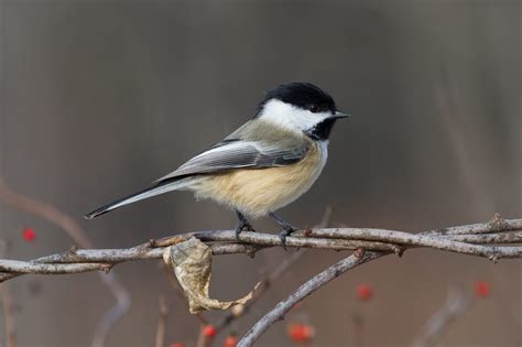 10 Of The Most Common Birds In North America A Z Animals