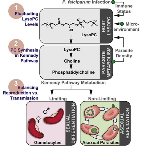 Lysophosphatidylcholine Regulates Sexual Stage Differentiation In The Human Malaria Parasite
