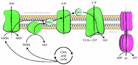 Production Of Adenosine Triphosphate Atp By Oxidative Phosphorylation Download Scientific