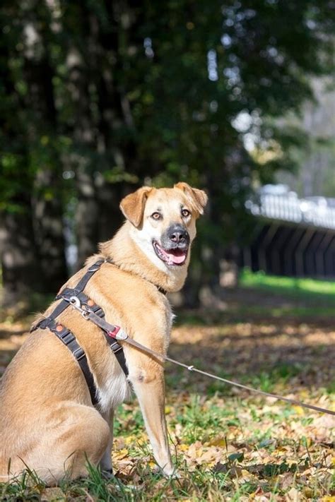 Москва и МО Чудесная Барабулька ищет дом и любящую семью Москва и область Барабулька 4 5