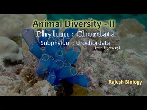 Subphylum Urochordata