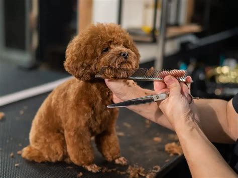 What Are The Best Dog Grooming Styles