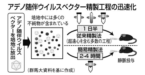 群馬大ウイルスベクターの迅速な作製手法開発 精製時間10分の1 日刊工業新聞 電子版