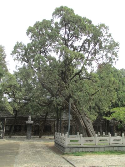 泰安市林业局 古树名木 岱庙汉柏岱峦苍柏