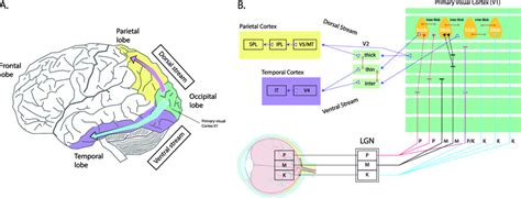 Visual Pathways And Brain Streams A The Ventral Purple And Dorsal Download Scientific