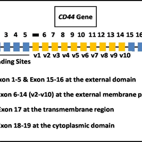 Illustration Of Cd44 Gene And Alternative Spliced Variants Cd44v