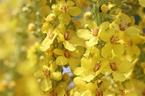 100 Free Můra Mullein And Mullein Photos Pixabay