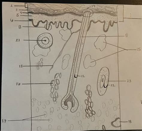 Scalp Flashcards Quizlet