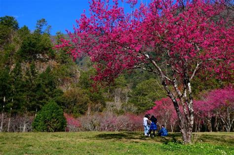 山櫻花盛開 南投仁愛山區一片紅通通 賞櫻可趁早 2024春節專區 自由電子報 專區